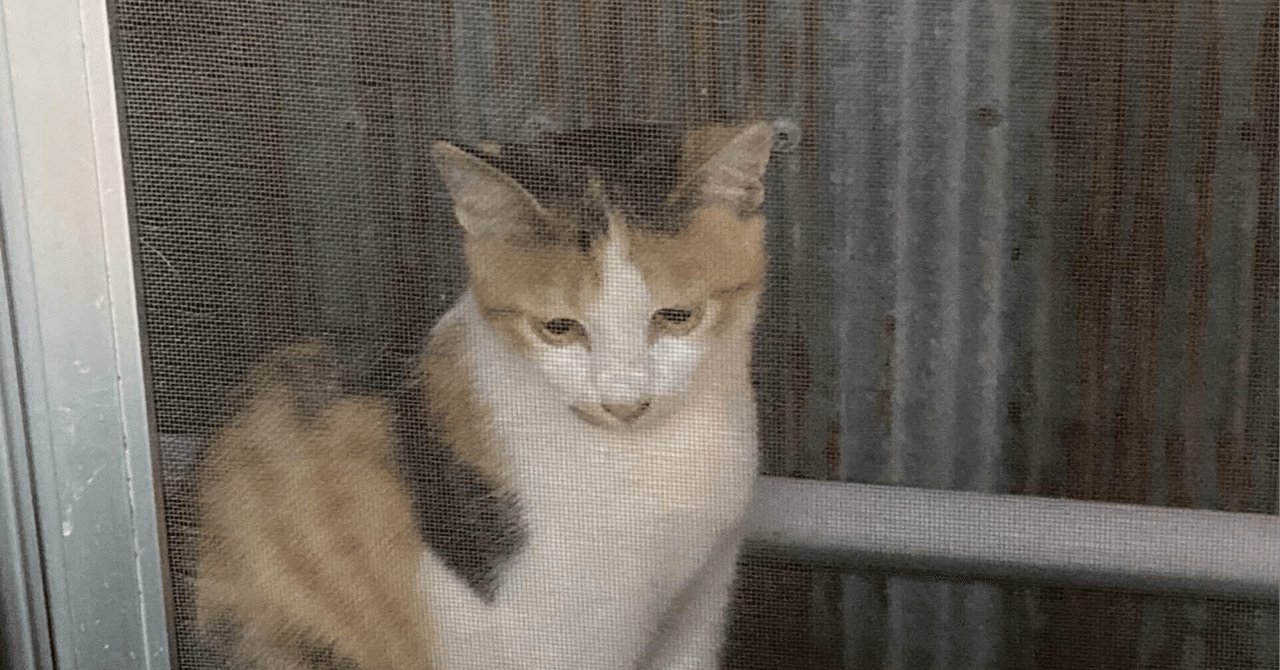 Adobe PremierePro｜neko.usaさん