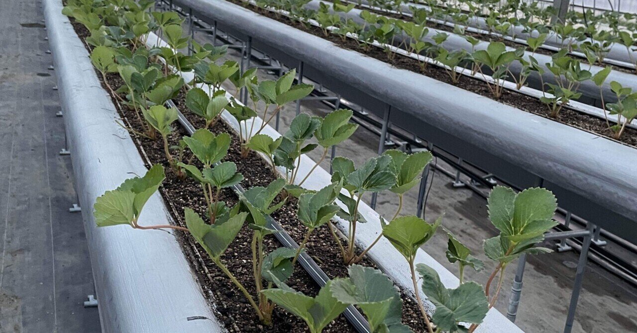 夏イチゴの生産してみようかな｜Osada Takuya