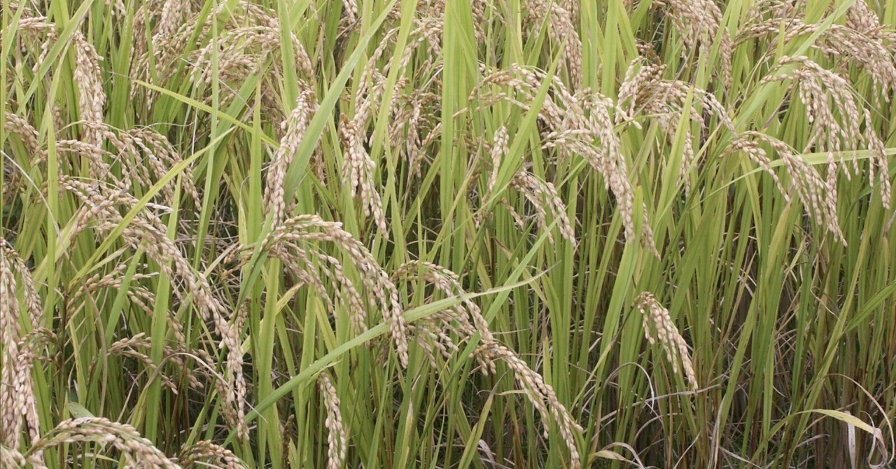 日本文化の基層 ③イネとコメの日本史_1 稲作のはじまり｜吉田明彦