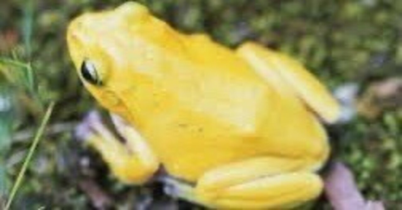 豊橋4R12:03🔥🔥🔥｜#ゴロリ #競輪予想 #万車 #開運 #金運