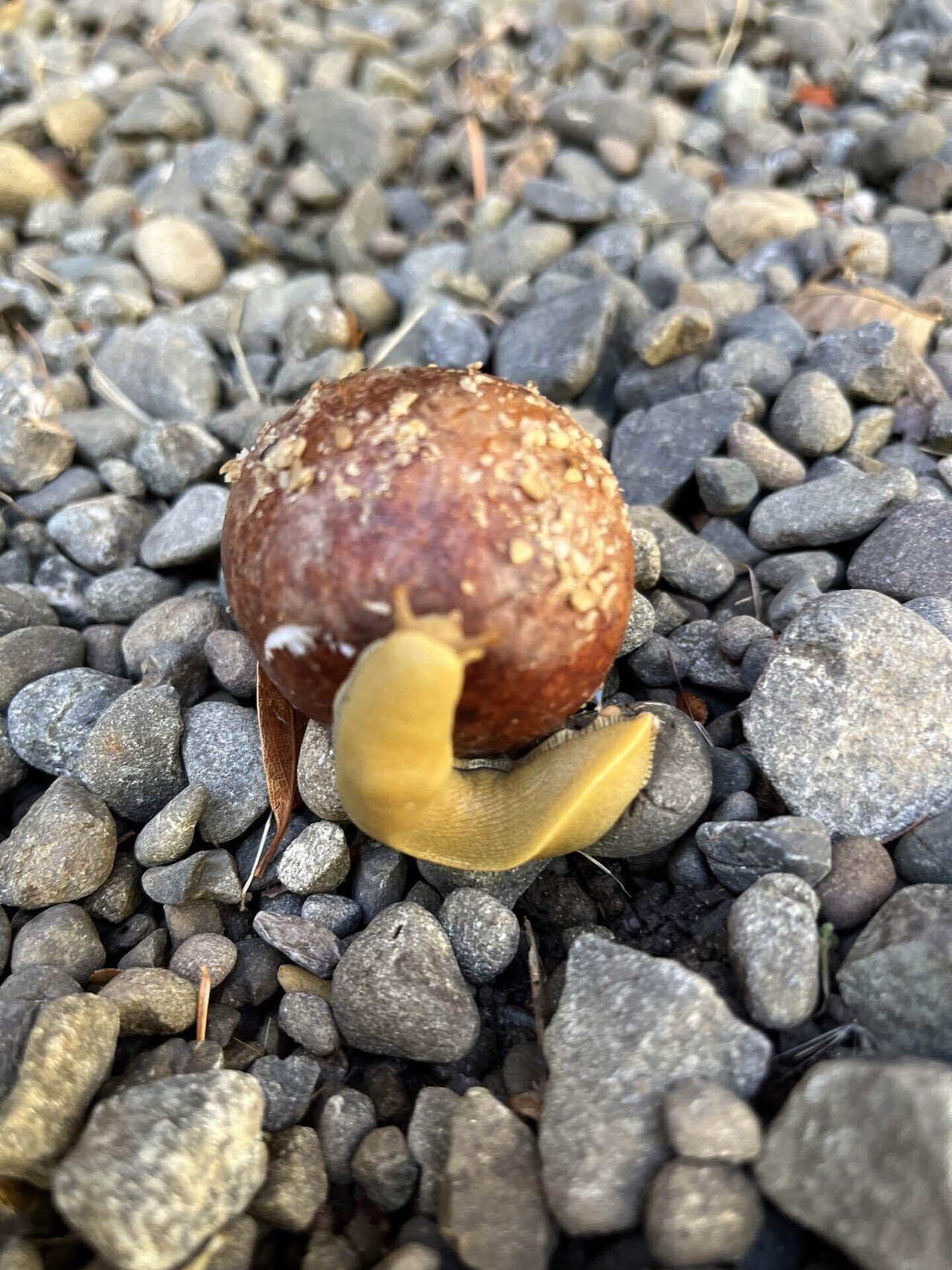 Baby banana slug on avocado pit このくらいのサイズならかわいい コンポストの近くで、転がったアボカドの種に ...