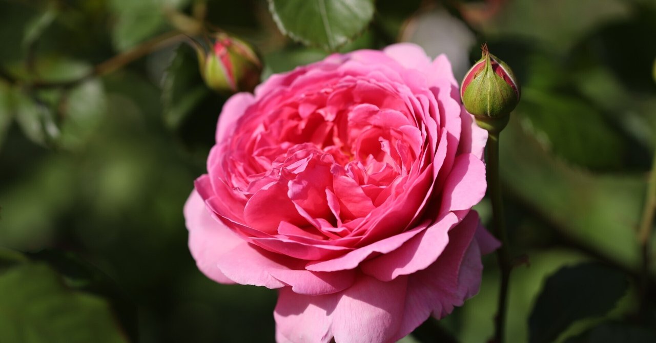 Strolling Ricky｜note