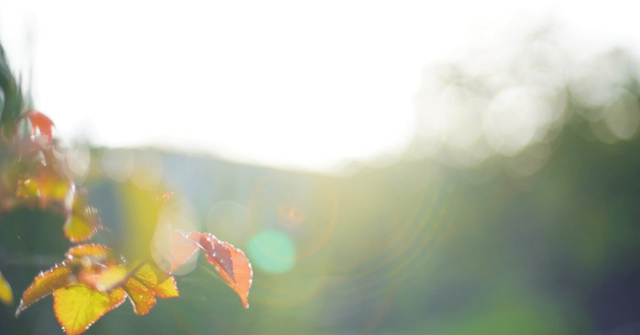 20230928 vivantのみ｜nohk