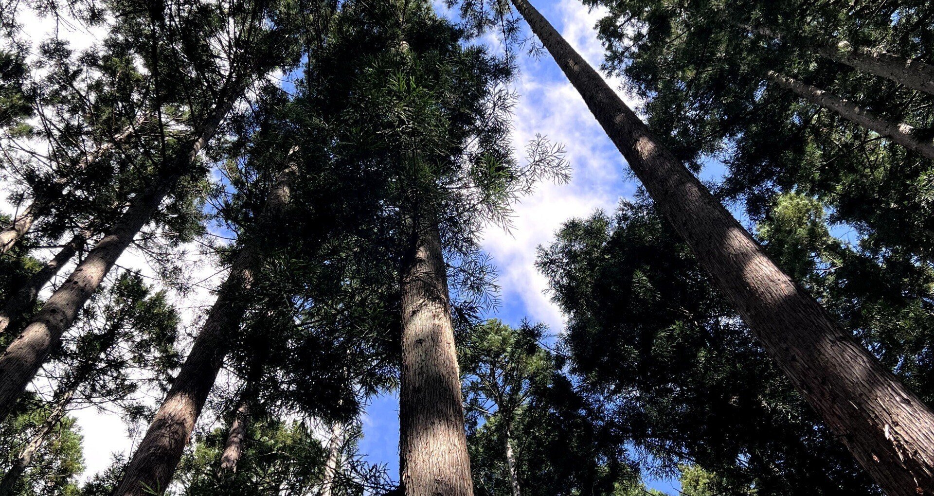 Yuki Watanabe｜note