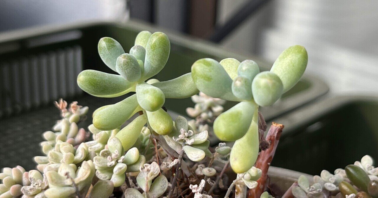 秋の気配｜asumin