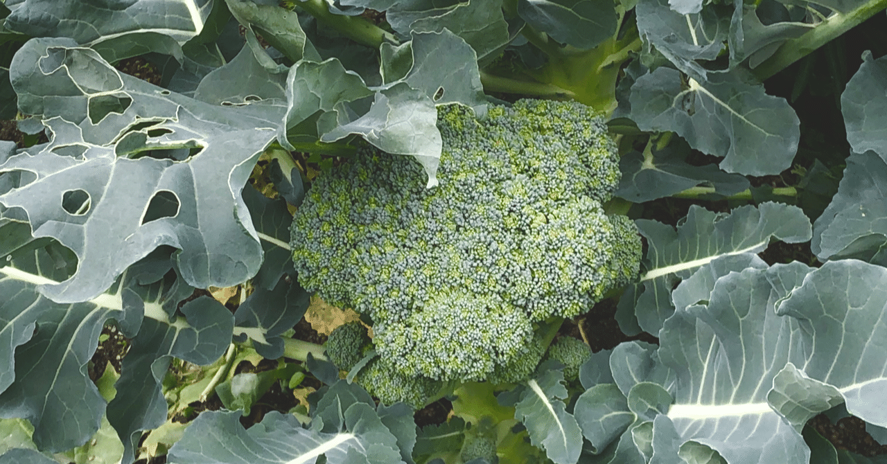 BLW離乳食【4週目】｜723nk