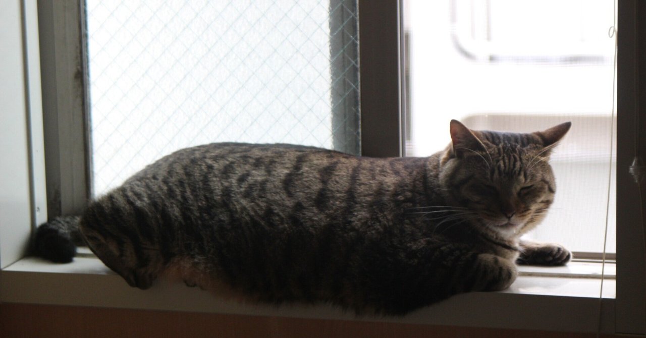 永遠に生きよう｜紅＝猫の瞳に恋する執事 Ti amo♡ ＃キジトラ ＃note ＃小説 ＃エッセイ ＃猫がいる幸せ