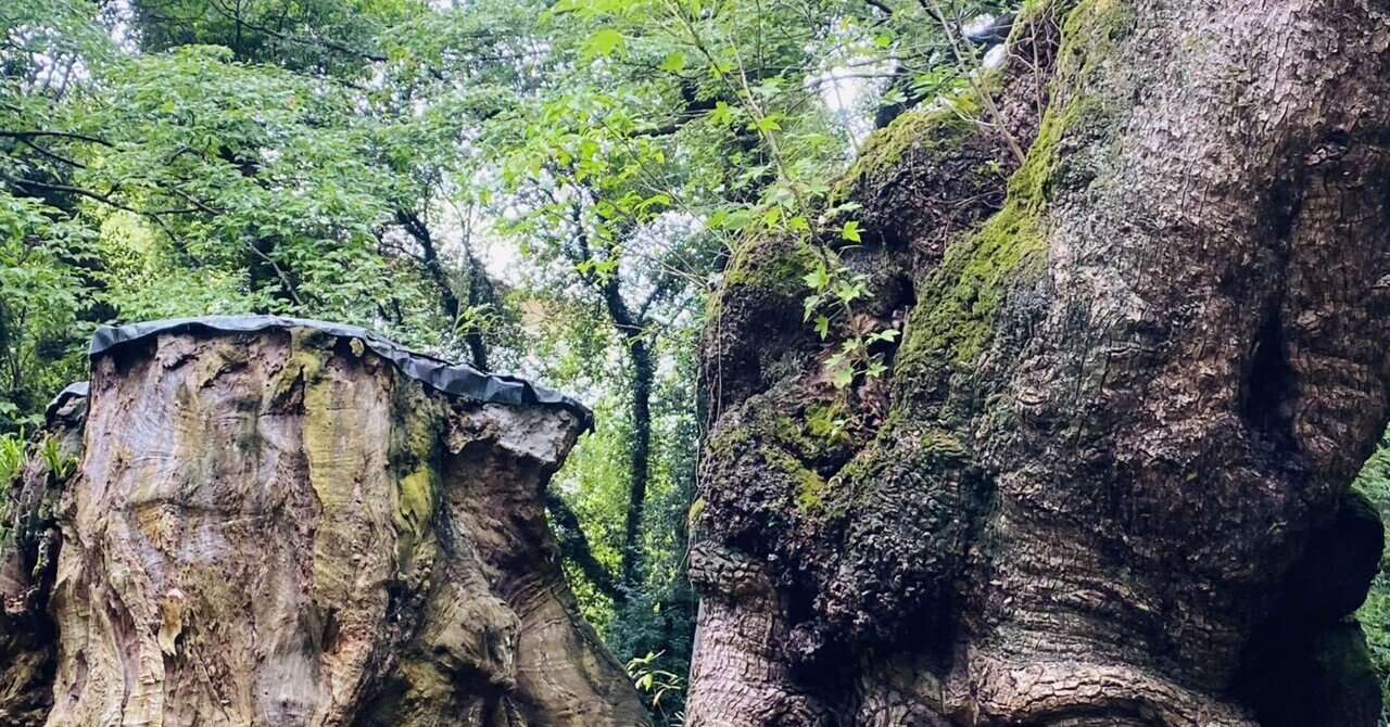 大樹2100超の大楠｜yuno_amelie