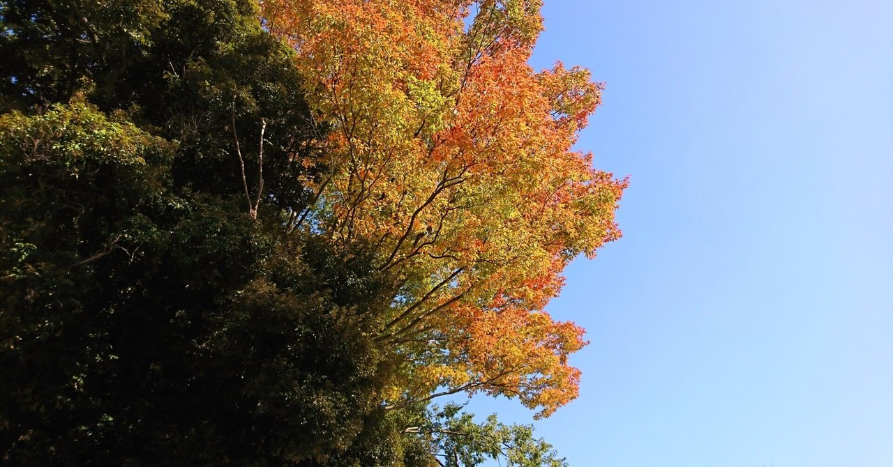 【今週10月2日月~8日日のおうし座♉オンリー占い】忙しくなるけれど大丈夫あなたの才能が輝く黄金の季節が到来します!|【おうし座♉