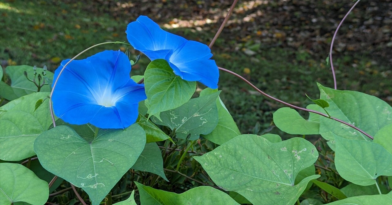 kintoneに登録した情報をGitHub Actionsのワークフローで取得してみる｜jnkykn