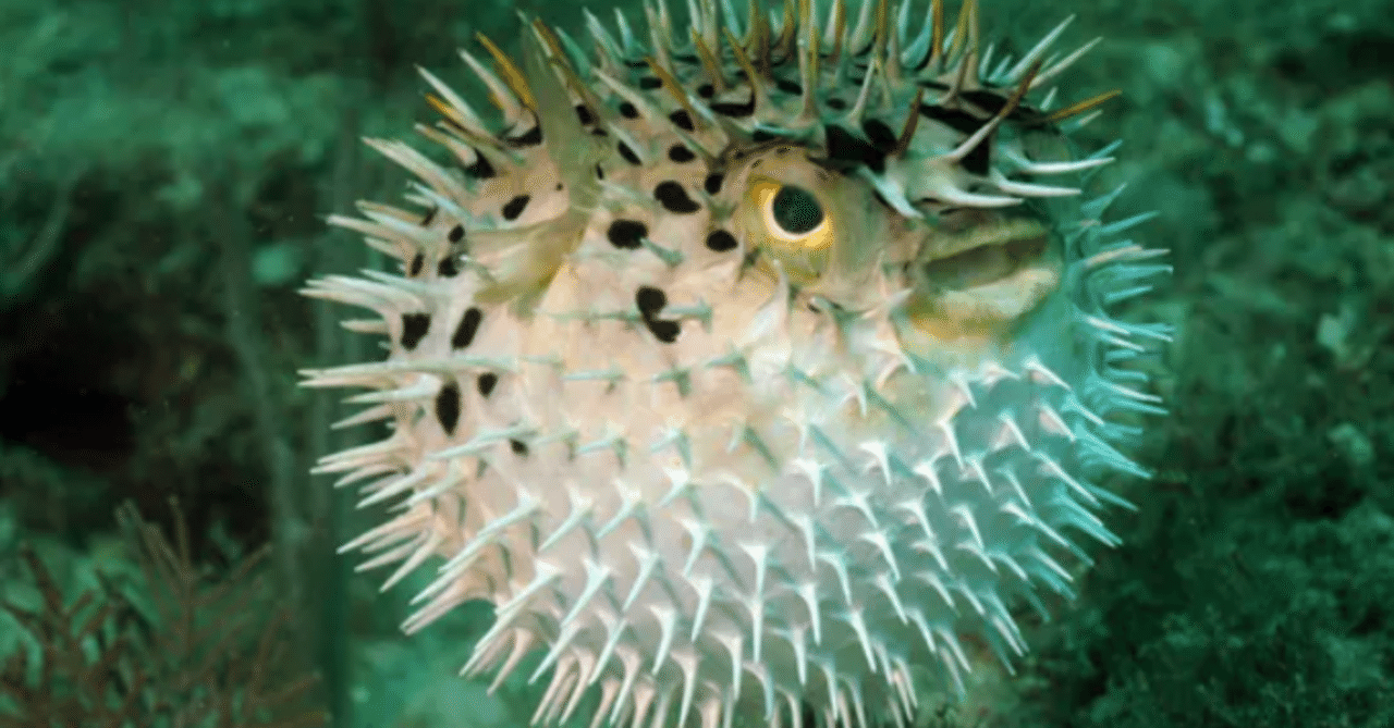 ふぐの生息地域とは？｜フグー太くんの冒険