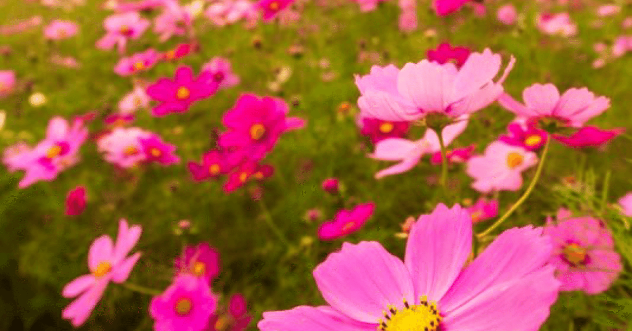 秋やん｜prankish/Tomo