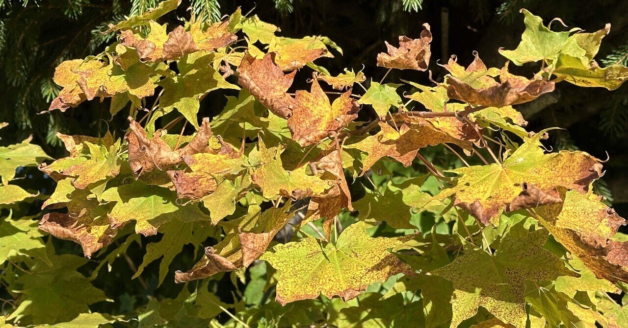 もう色づいてきたよ｜Sachi