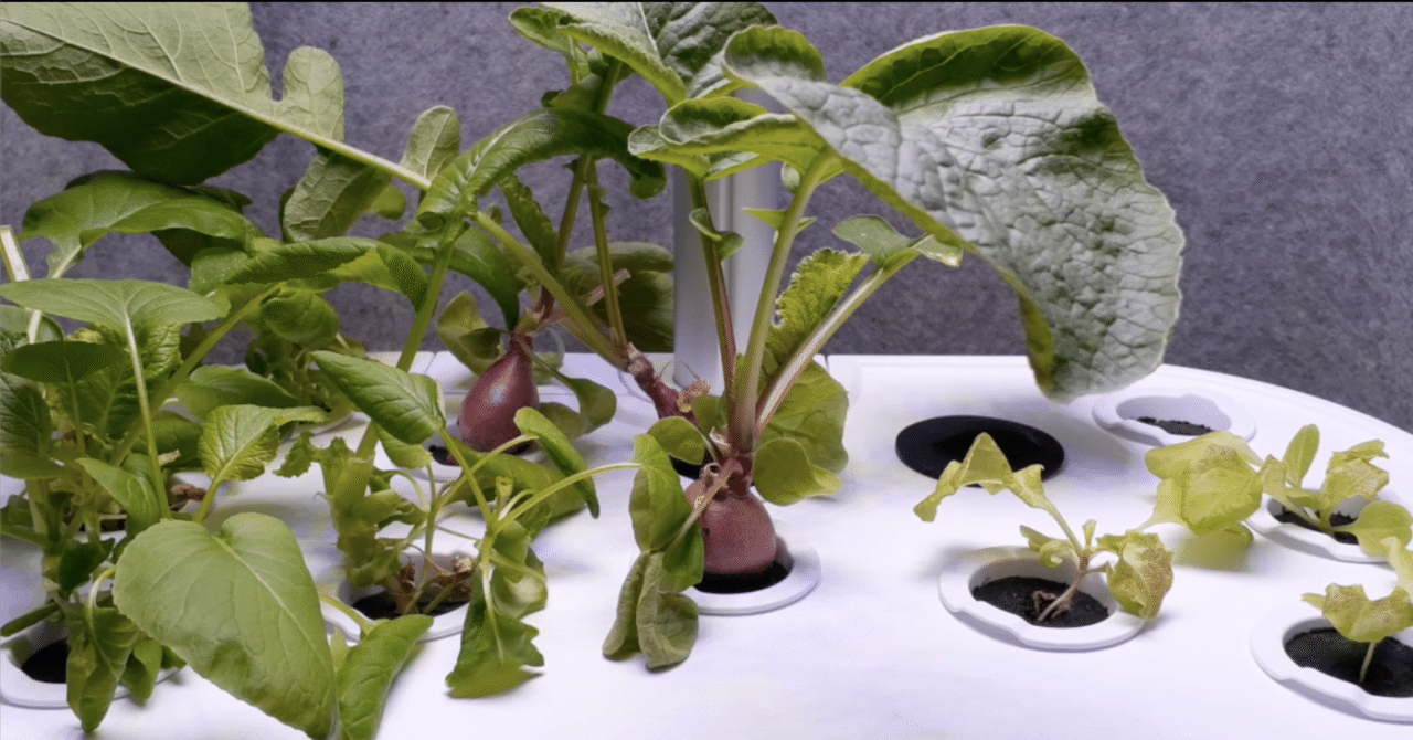 家庭菜園【43日目〜49日目】｜Aqua Farmer