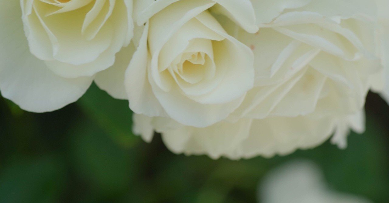 赤い薔薇と彼女｜美音｜note