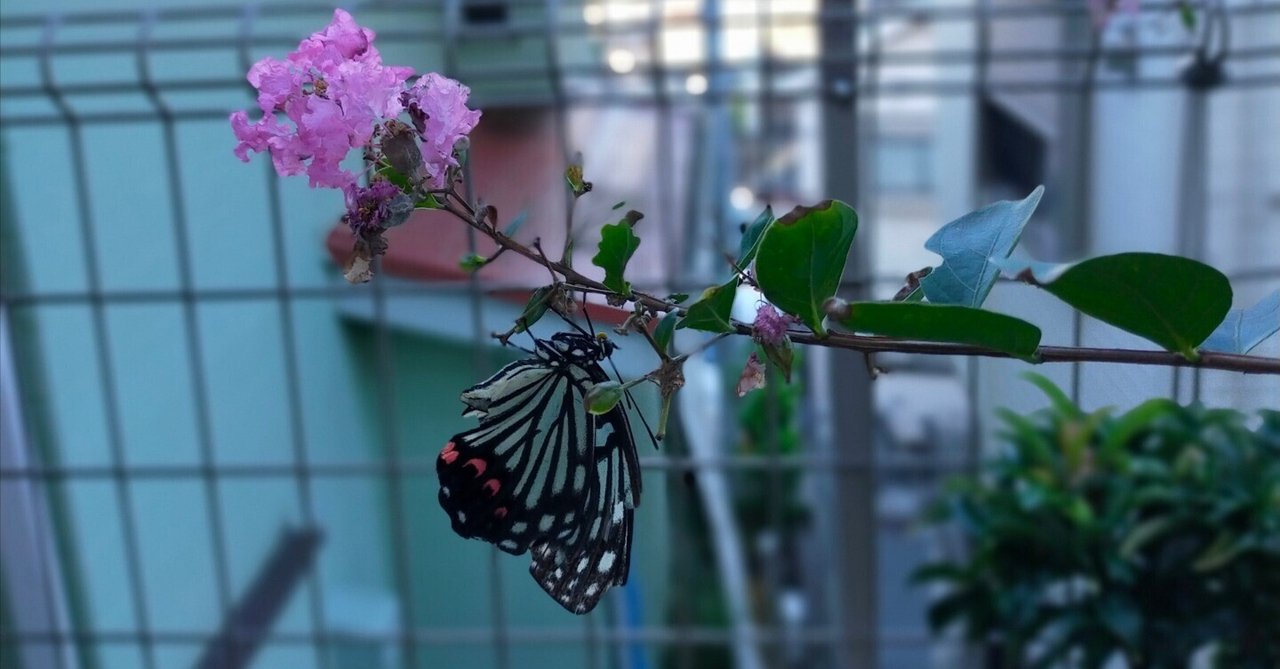 日々のこと2023.10.2〜3｜ie_tsukuru