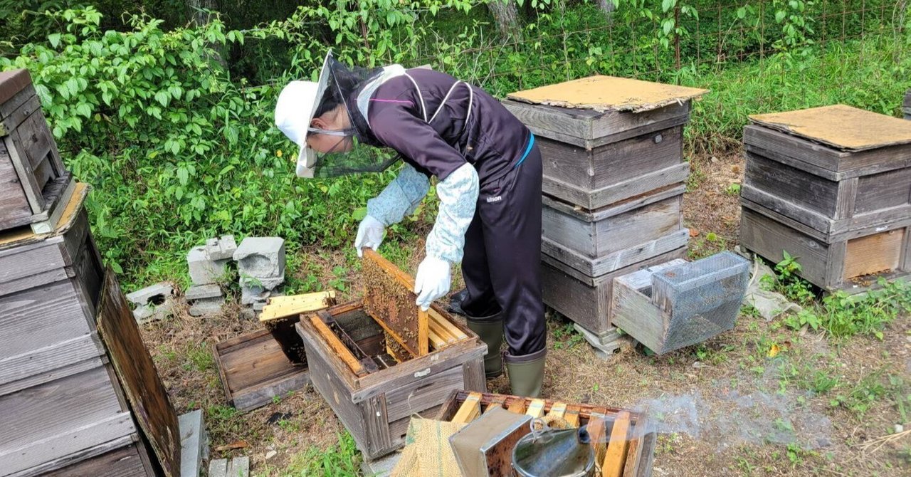 刺激に満ちた2週間 ～Bee Farm Asanoで働いて～ ｜瑞浪市役所市民協働課