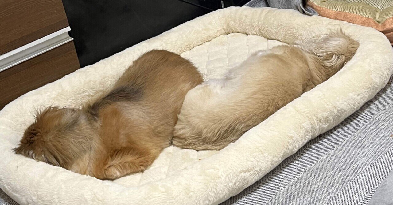 簡単に犬猫を飼うということ。｜my1181