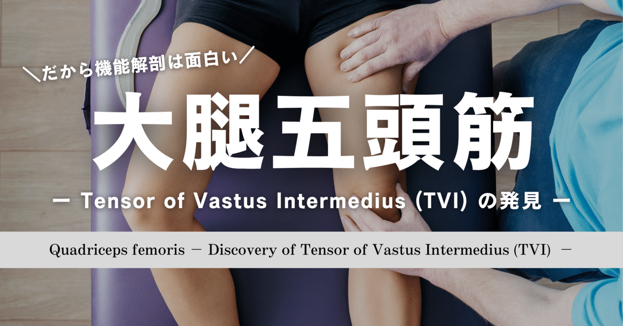 大腿五頭筋 ー Tensor of Vastus Intermedius (TVI) の発見 ー｜たくみロドリゲス@理学療法士