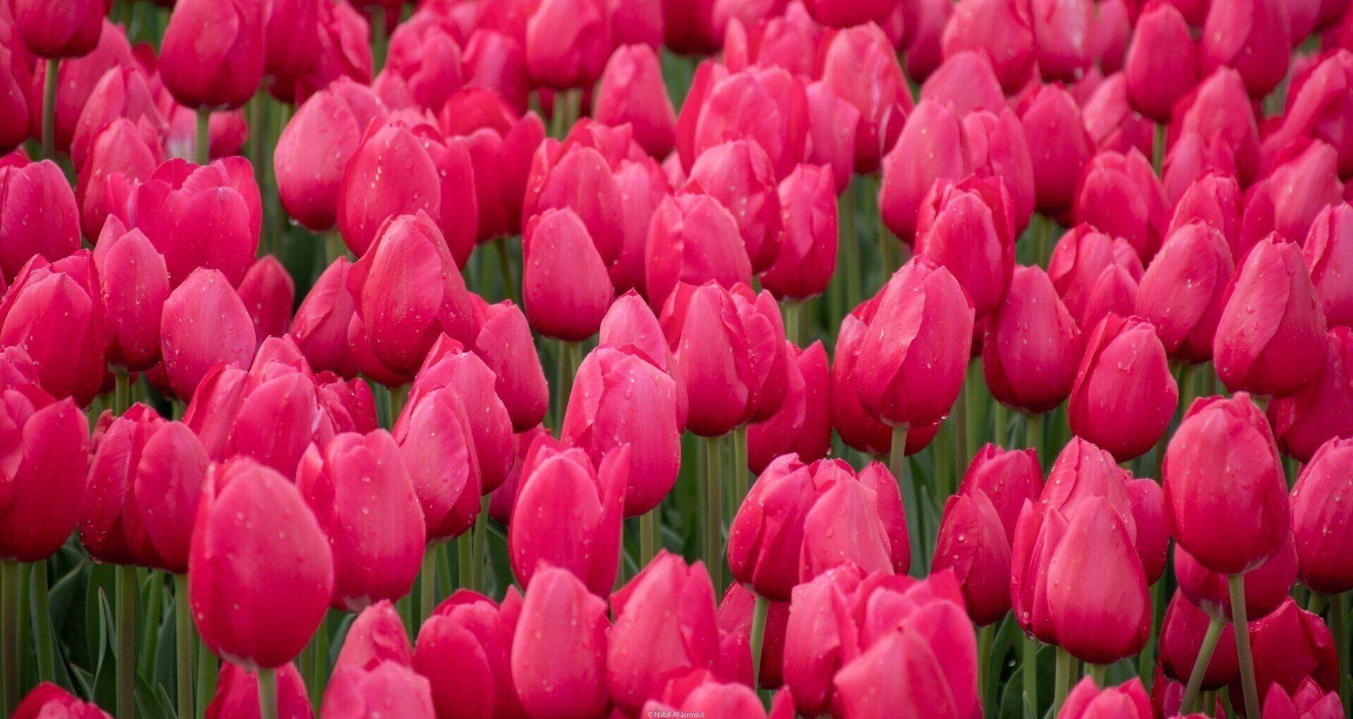 Sarah Yoshida｜note