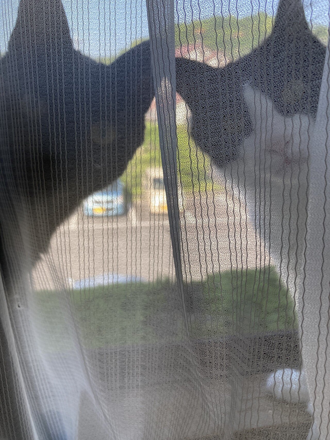 一昨日、ちゃんと会えました😊 https://note.com/dorobouneco/n/n2af7236d6cb1?sub_rt=share_pw ｜泥棒猫／ing ing ing