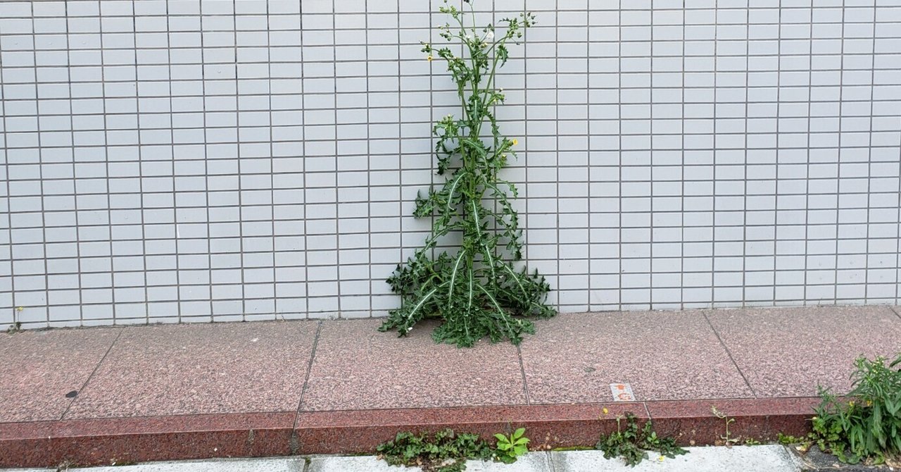 時の過ぎ行くままに｜Akira Someya