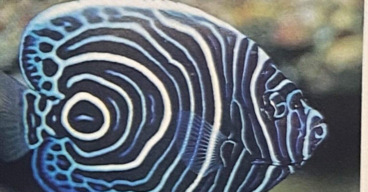 君の名は？ タテジマキンチャクダイ｜shinmr