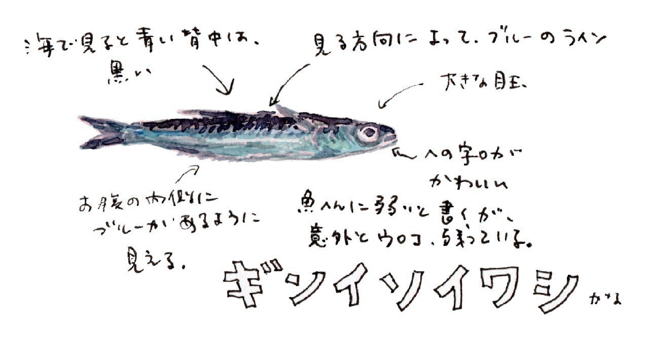 三浦半島釣り魚図鑑 42 ギンイソイワシ|さんぽ絵ずし