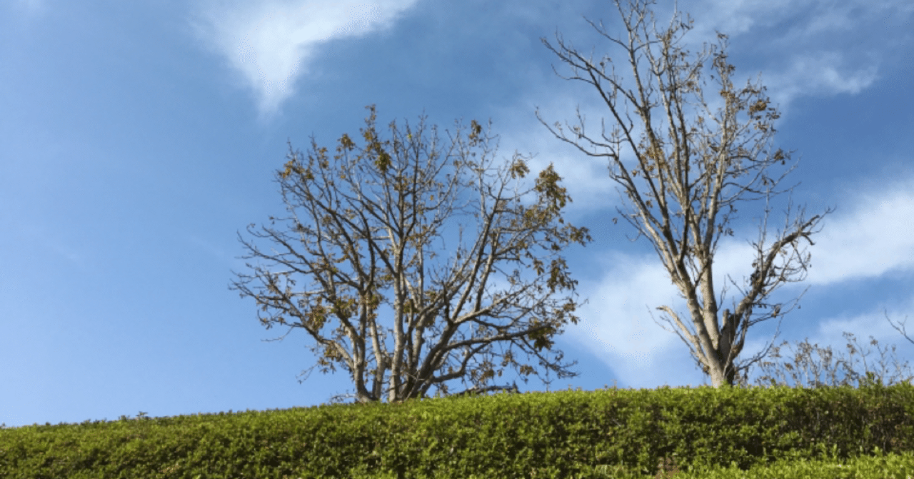 人間国宝｜sevenzen