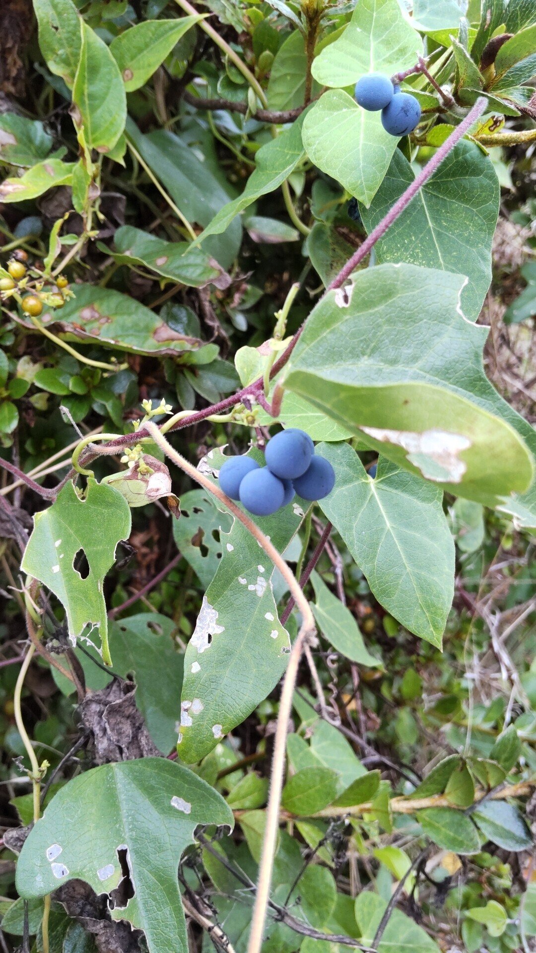 ひっそりと秋②｜mojira