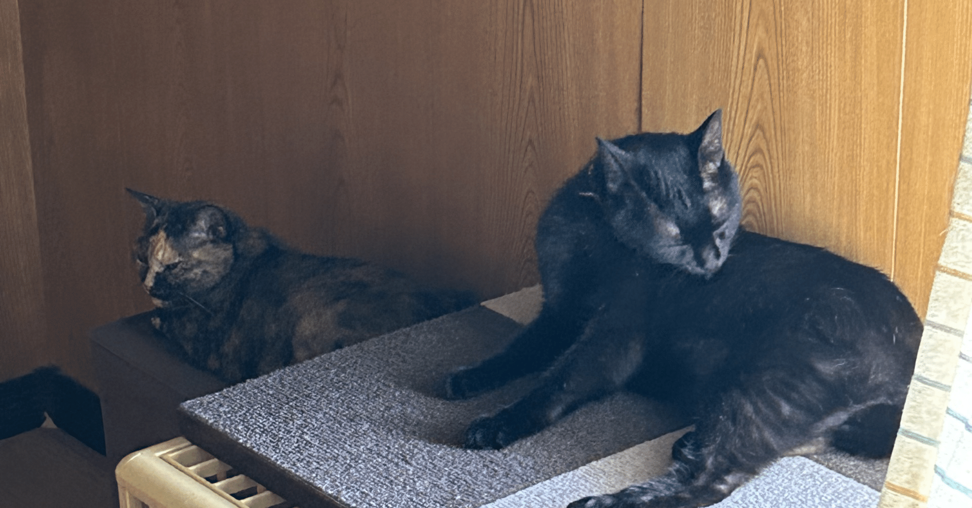 ネコネコアザラク｜BCM｜note