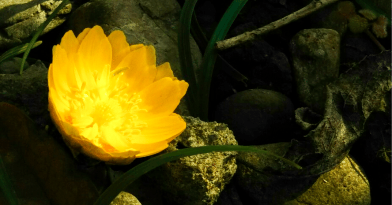 追悼・吉澤暁子先生｜濱田友紀子(YUKI HAMADA)｜KIMONO MODERN代表