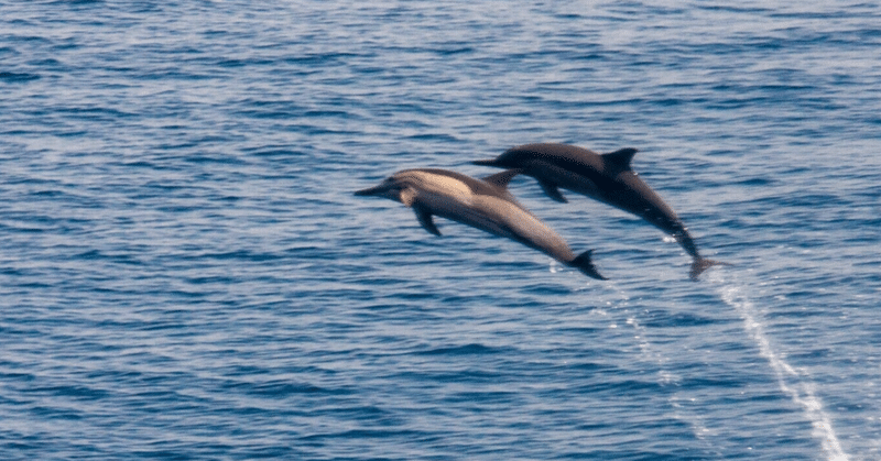 映画「イルカの日」のテーマ｜Yk Tama