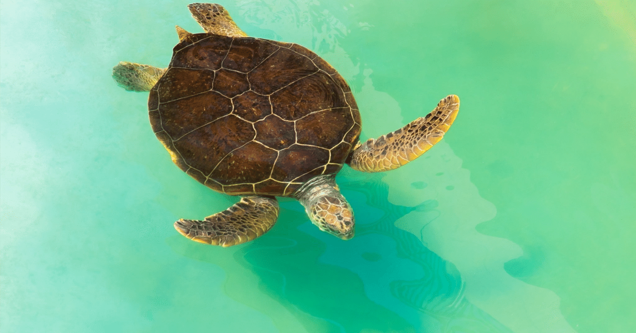 2歳児連れ沖縄旅行記録（5泊）｜chiyo_ko