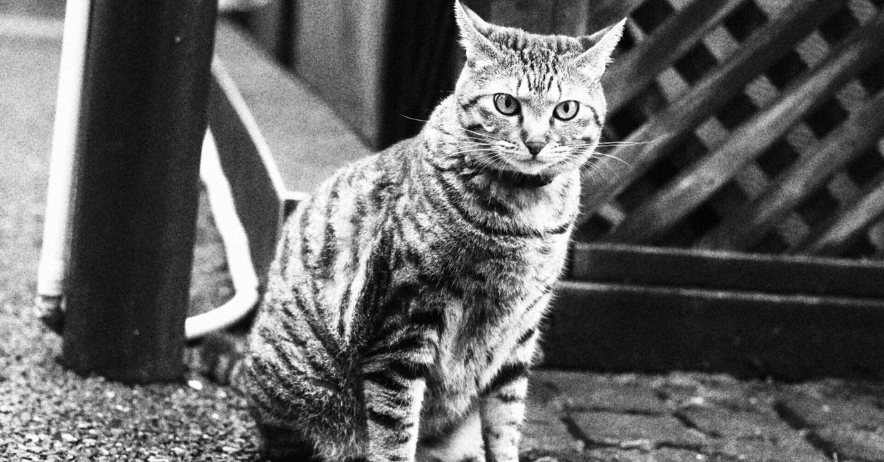 アナフィラキシー出たぁ｜紅＝猫の瞳に恋する執事 Ti amo♡ ＃キジトラ ＃note ＃小説 ＃エッセイ ＃猫がいる幸せ