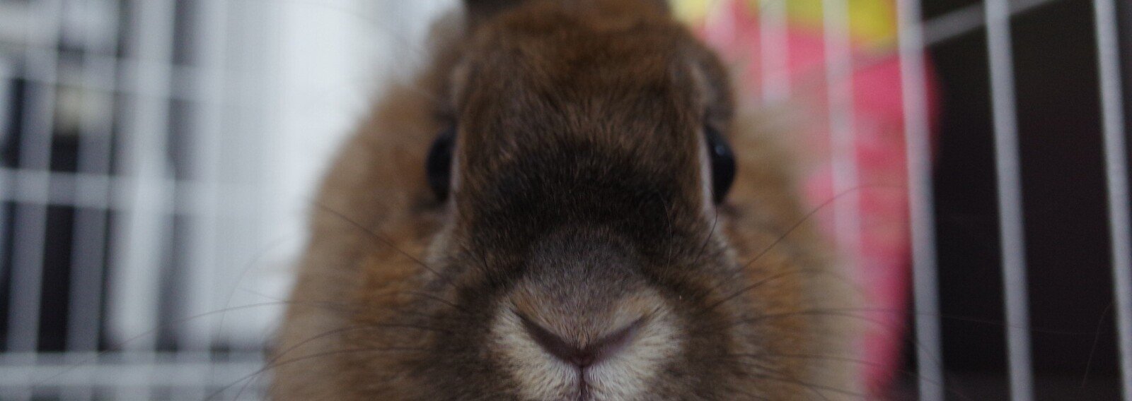 長瀬ほのか｜note