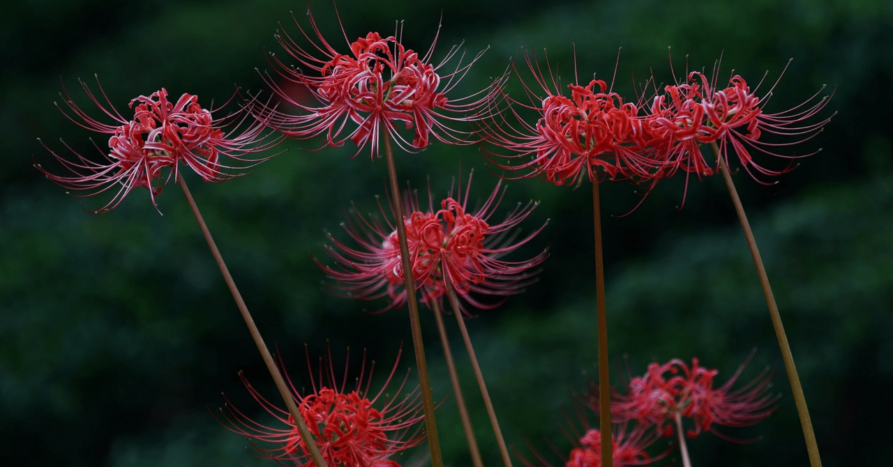 TeX(LaTeX)+Markdownいいよね。｜tadanari