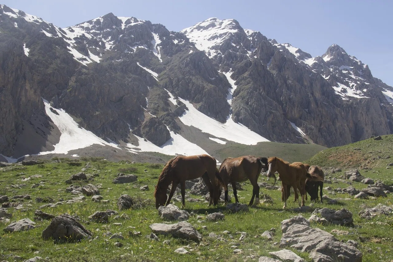 MOUNTAIN HORSES｜ATİLLA GENÇTEN