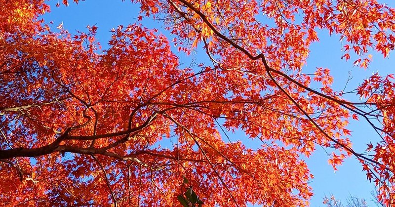 【今週10月16日月~22日日のおうし座♉オンリー占い】天秤座♎の応援によって夢と理想が現実化していく実りの秋🍁|【おうし座♉オンリー占い】
