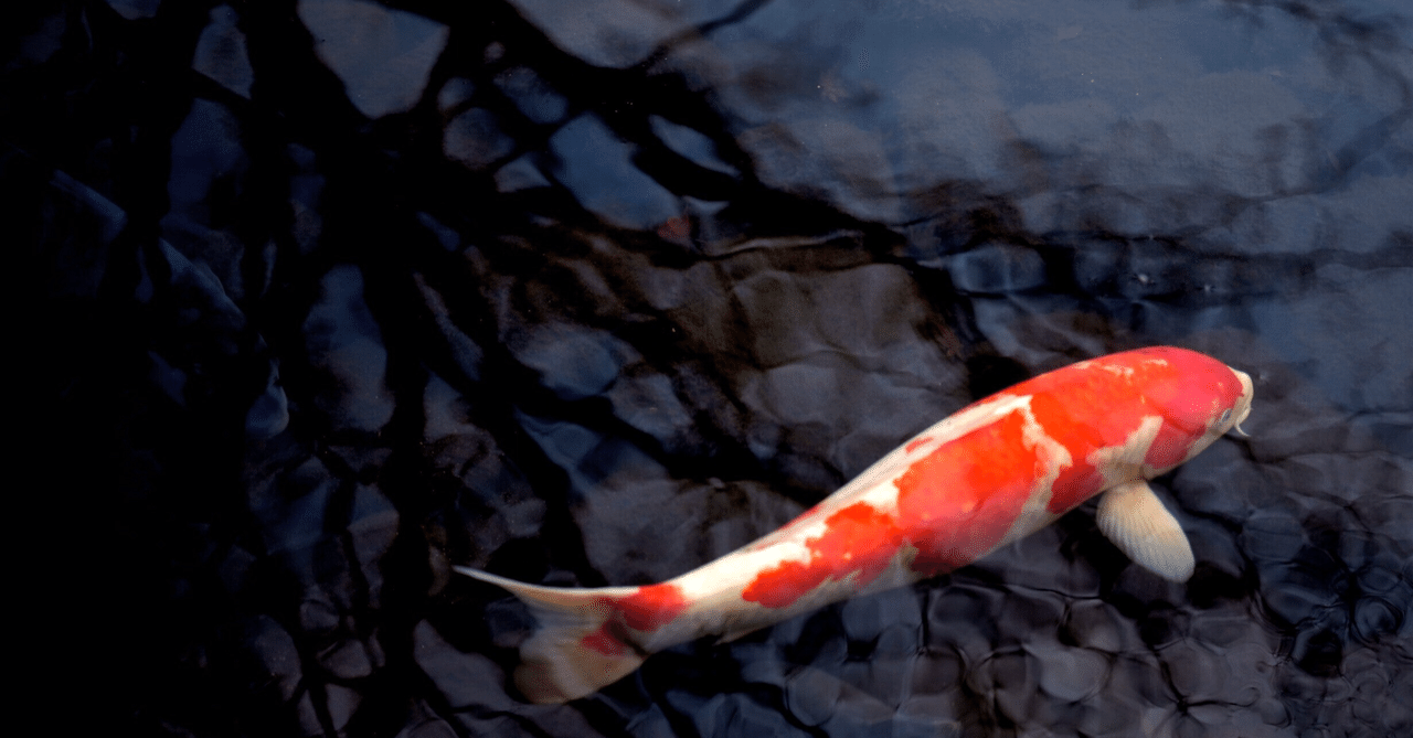 2023 広島東洋カープのベストゲーム｜hanaco_nagai