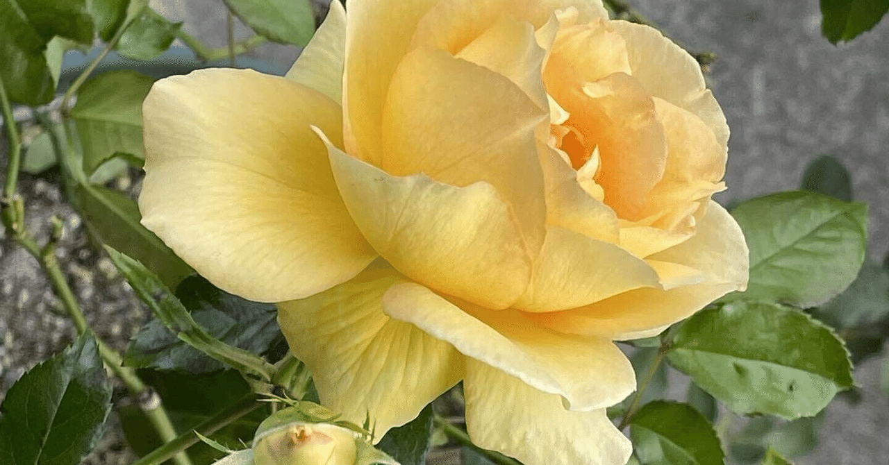 ubuntu 23.04ja pyenv install｜blue06_2022