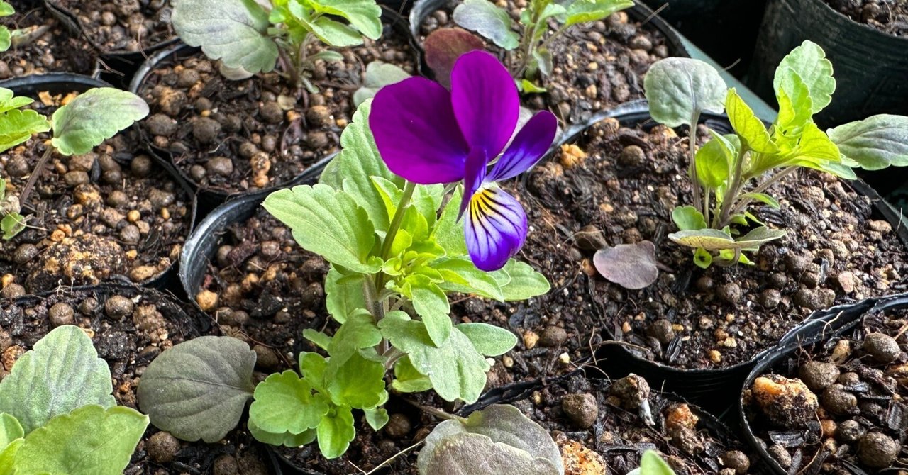 2023/10/12 お野菜み～つけた！ ー苗づくり｜NicePapa 平野 尚志