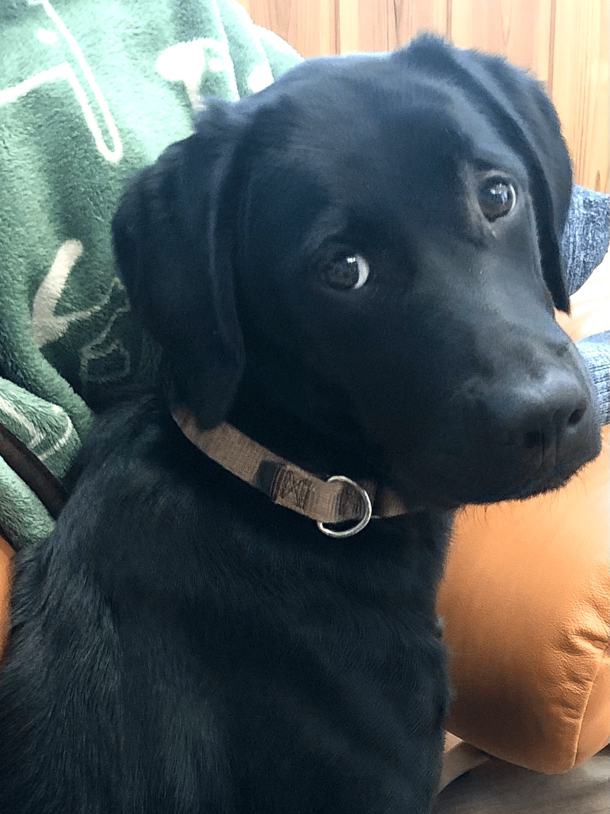 パピーお出かけにっき｜ユメカ（Yumeka.yy）