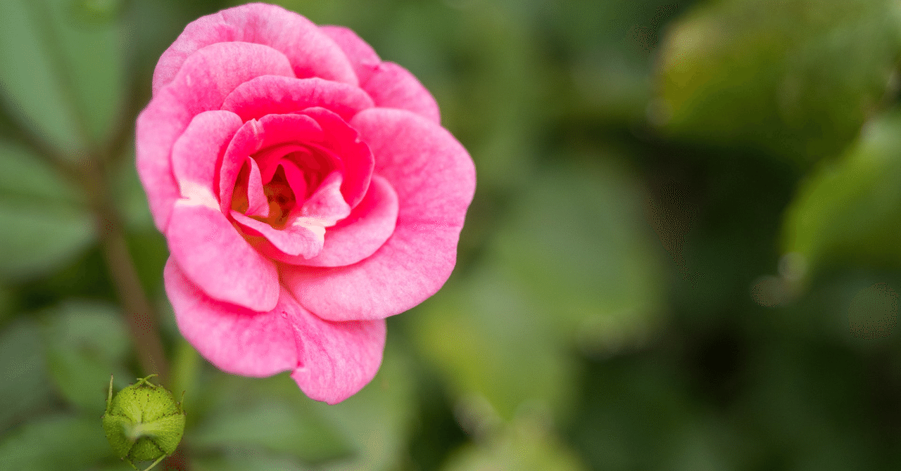 raspberry5 関連情報｜blue06_2022