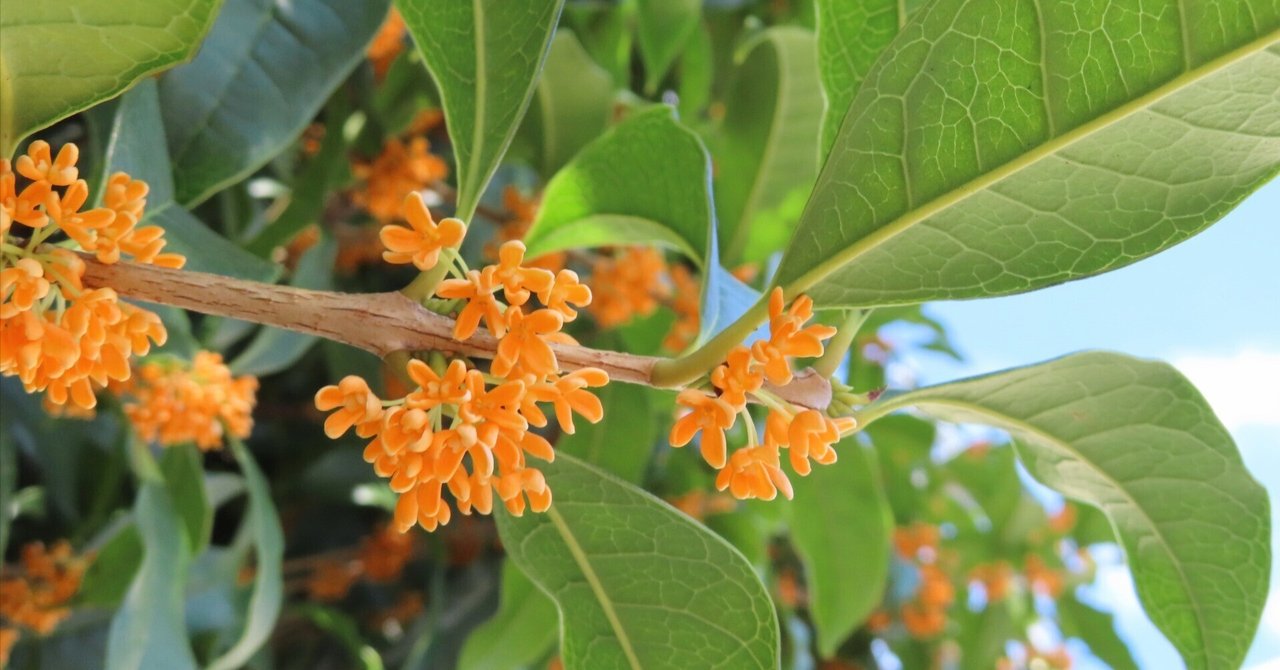 【詩】しあわせレシピ｜大塚裕人：ゆう