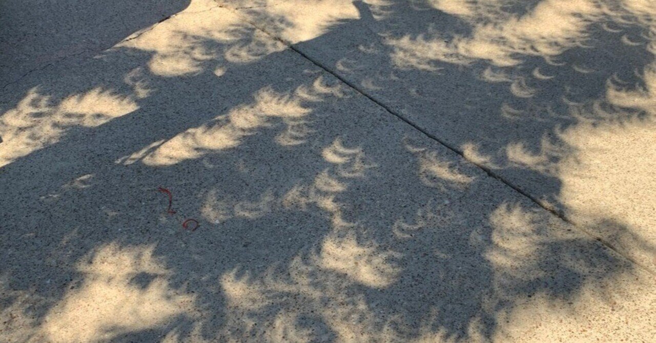 【Astronomy Picture of the Day】An Eclipse Tree,10.15｜岩澤康一