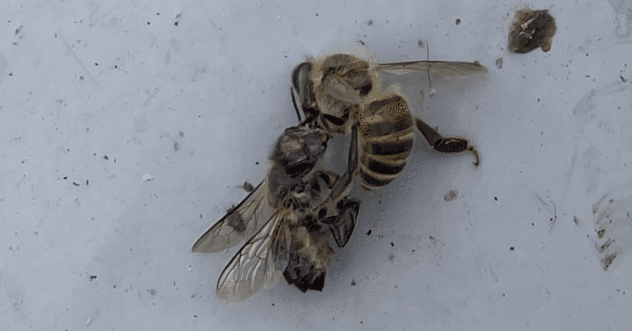 【養蜂生活911日目】｜yabusan（823）