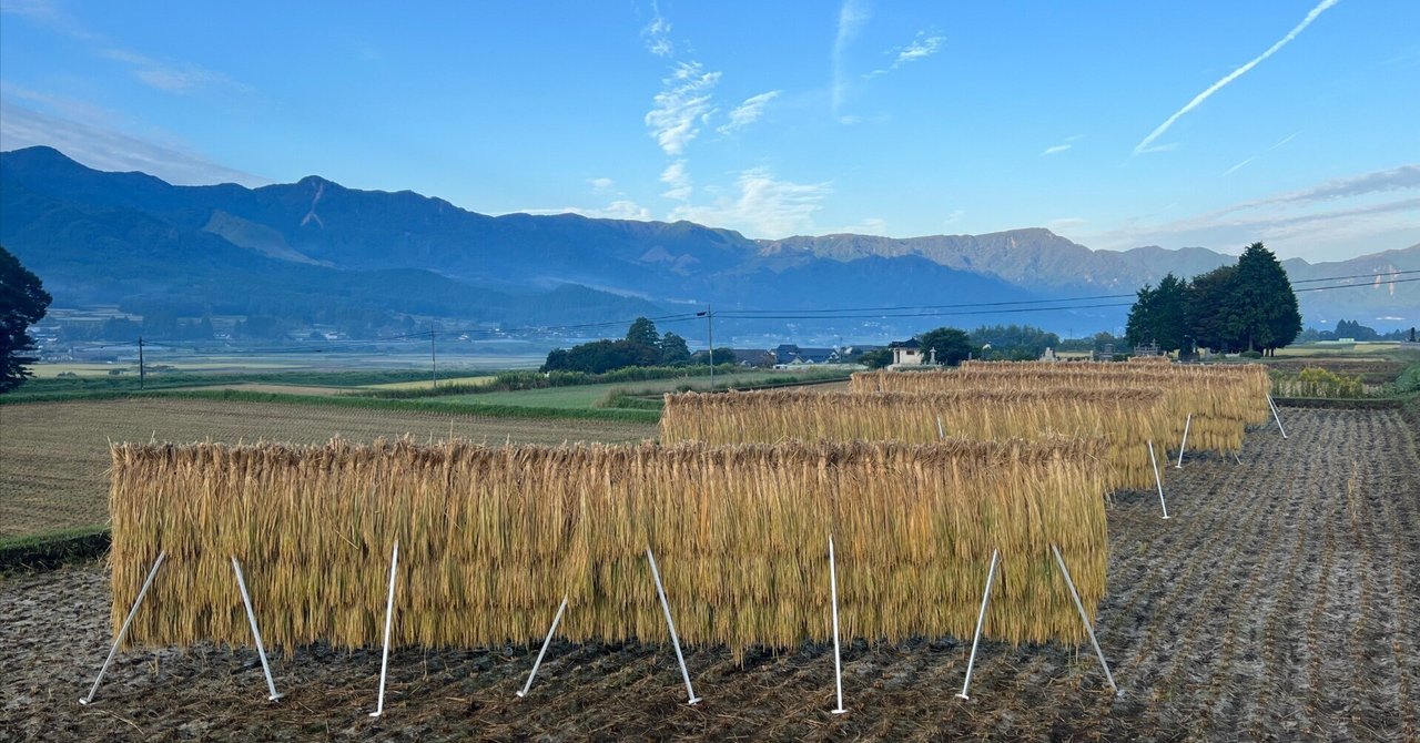 令和5年度産ぴかまるの販売を開始します。｜bocci bocci ブログ