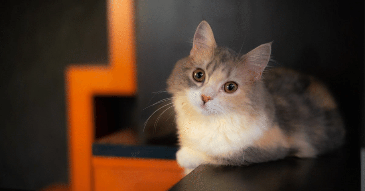 【恋愛のコラム】心理学的に相手の好きなタイプをコッソリ知る方法｜吉田青央 ︎Ao Yoshida