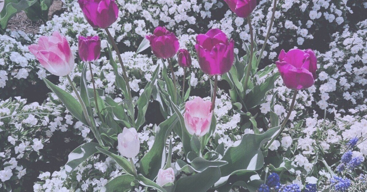 【詩】チューリップの歌 他4編｜Yumura Risu